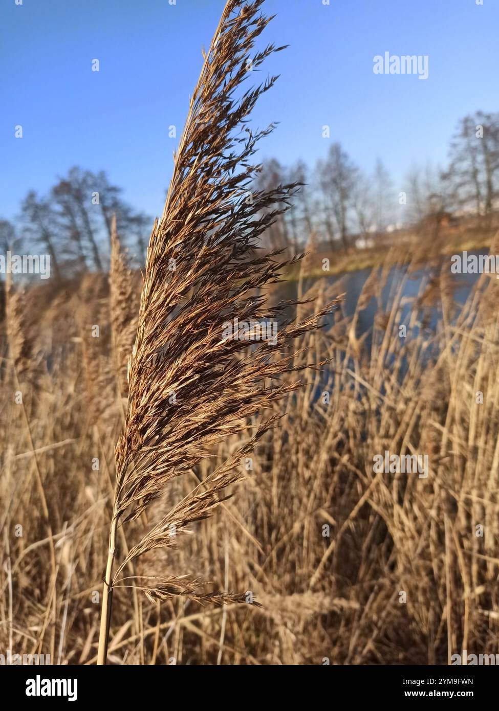 common reed (Phragmites australis Stock Photo - Alamy