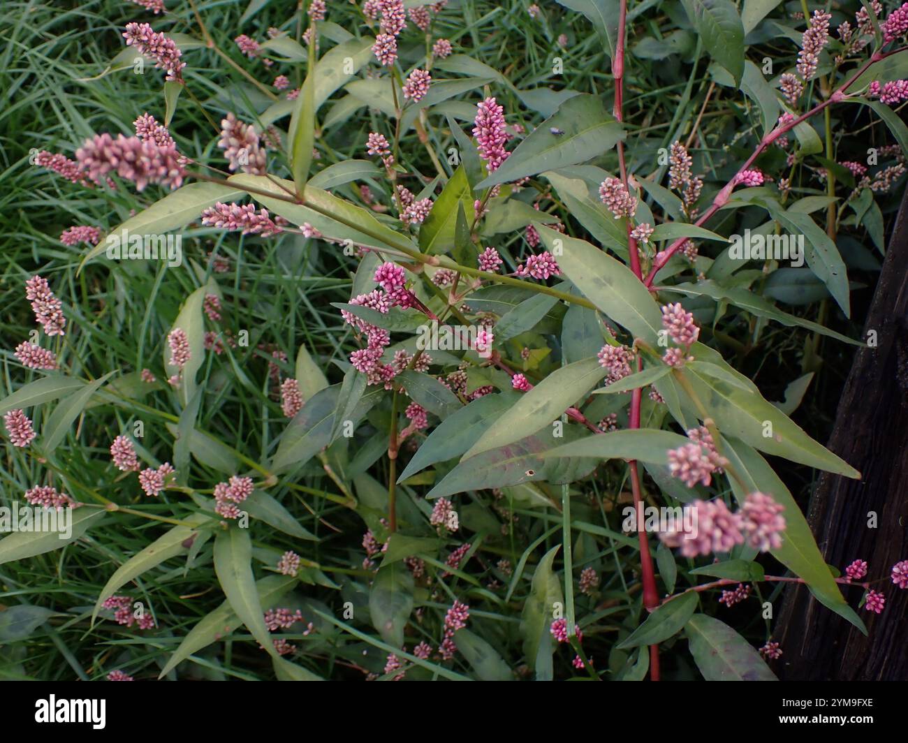 spotted lady's thumb (Persicaria maculosa Stock Photo - Alamy