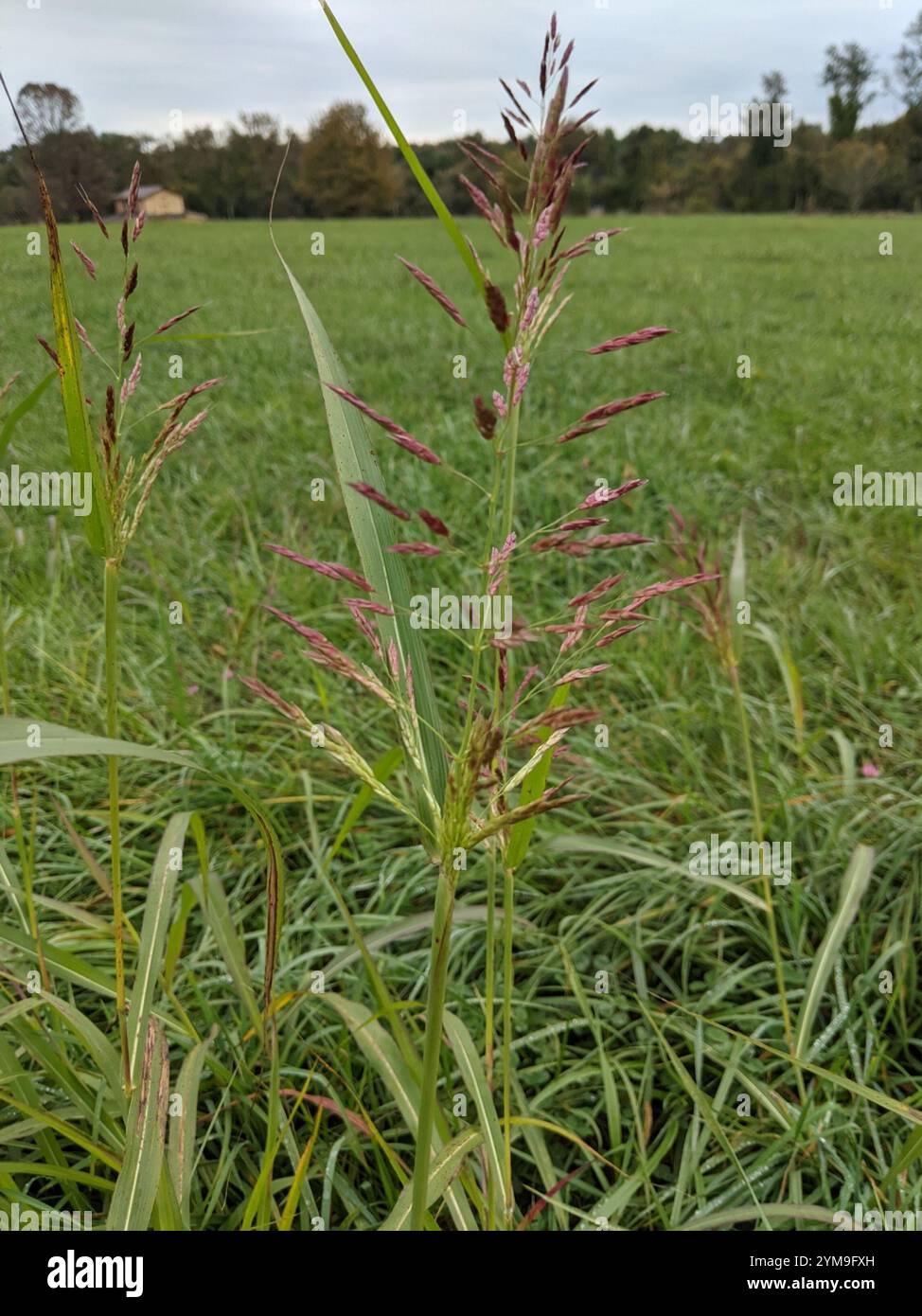 Johnson grass (Sorghum halepense Stock Photo - Alamy