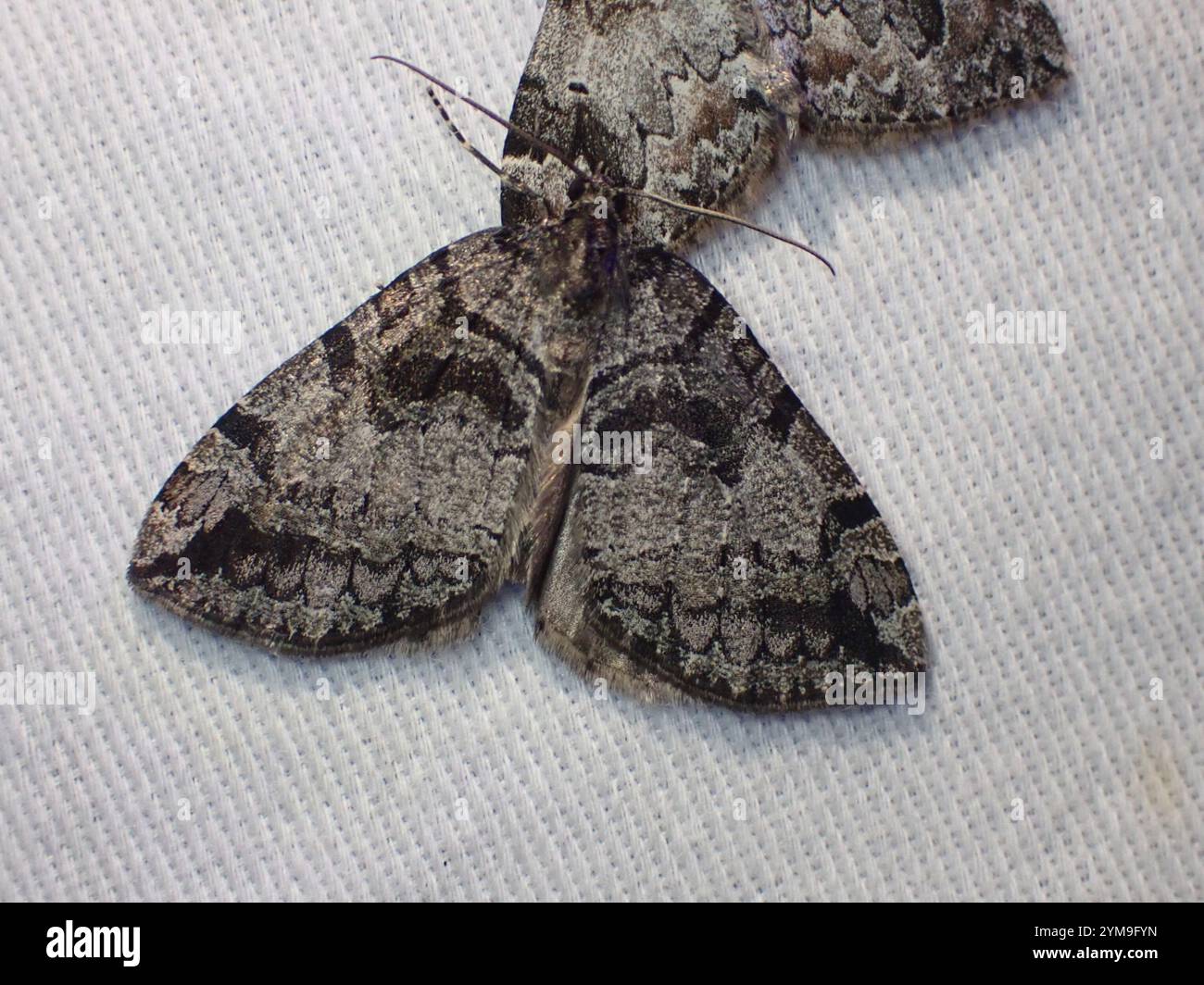 Geometer Moths (Geometridae Stock Photo - Alamy