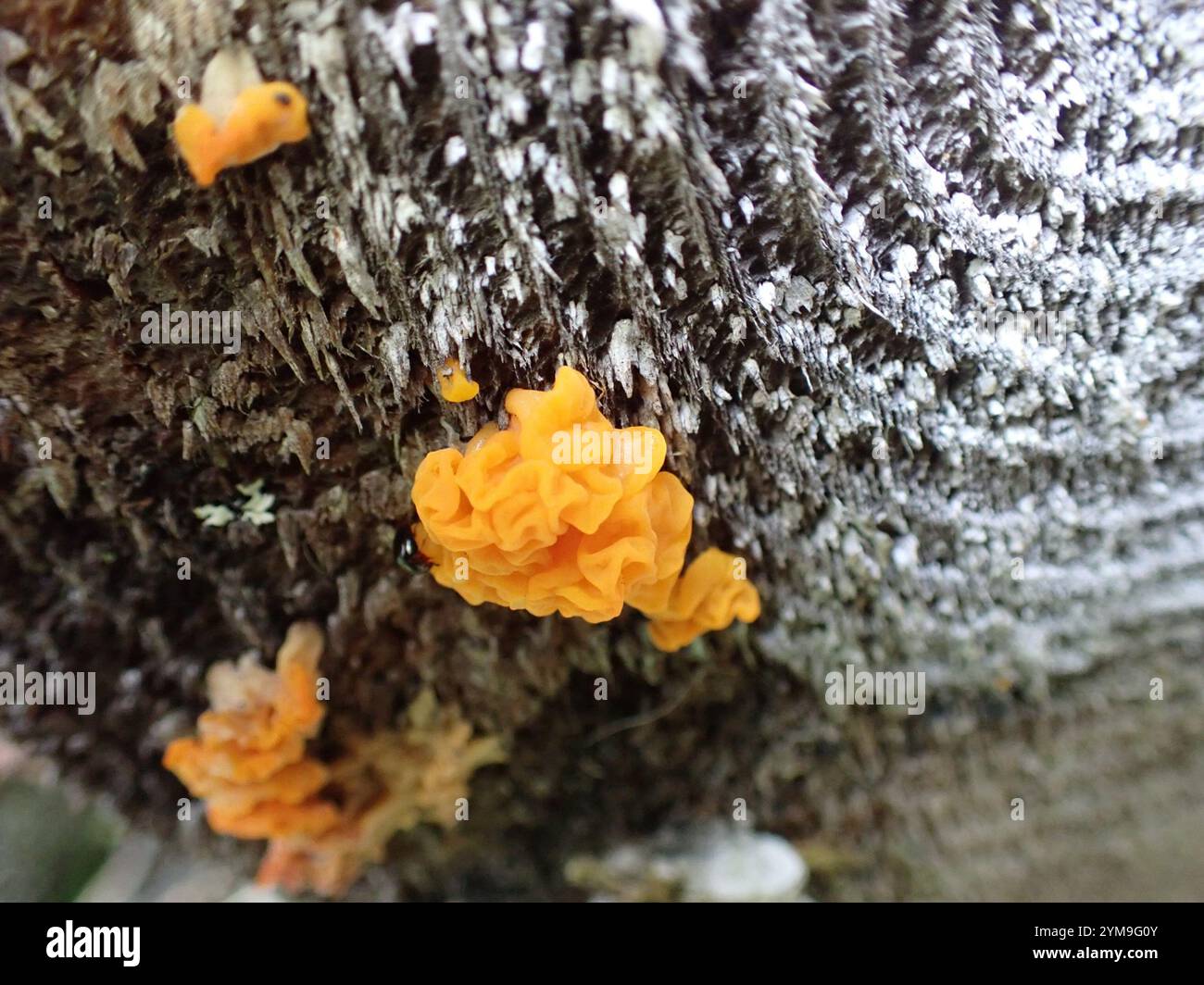 witch's butter (Tremella mesenterica Stock Photo - Alamy