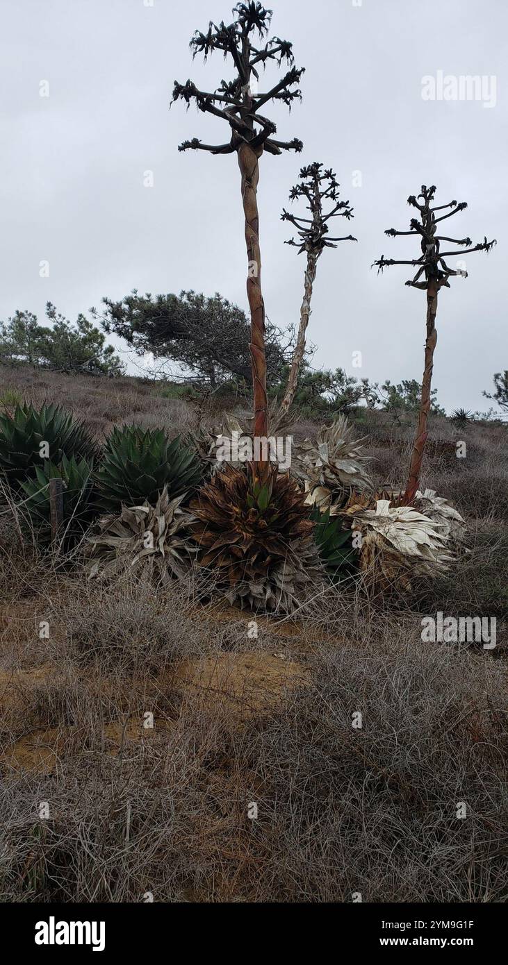 shaw agave (Agave shawii shawii Stock Photo - Alamy