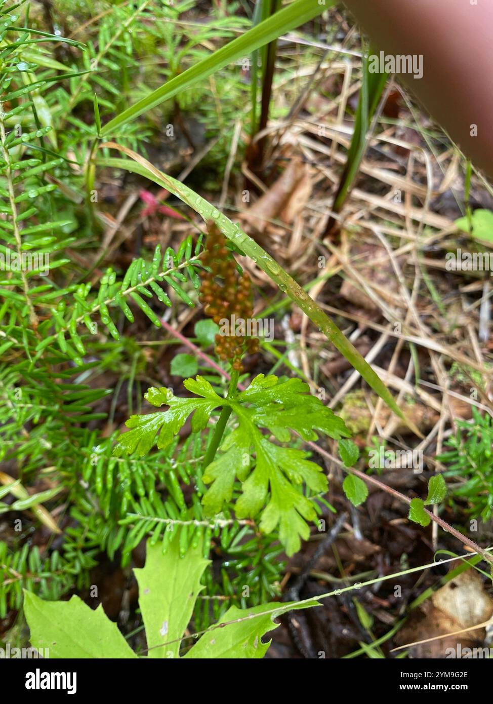 lanceleaf moonwort (Botrychium lanceolatum Stock Photo - Alamy