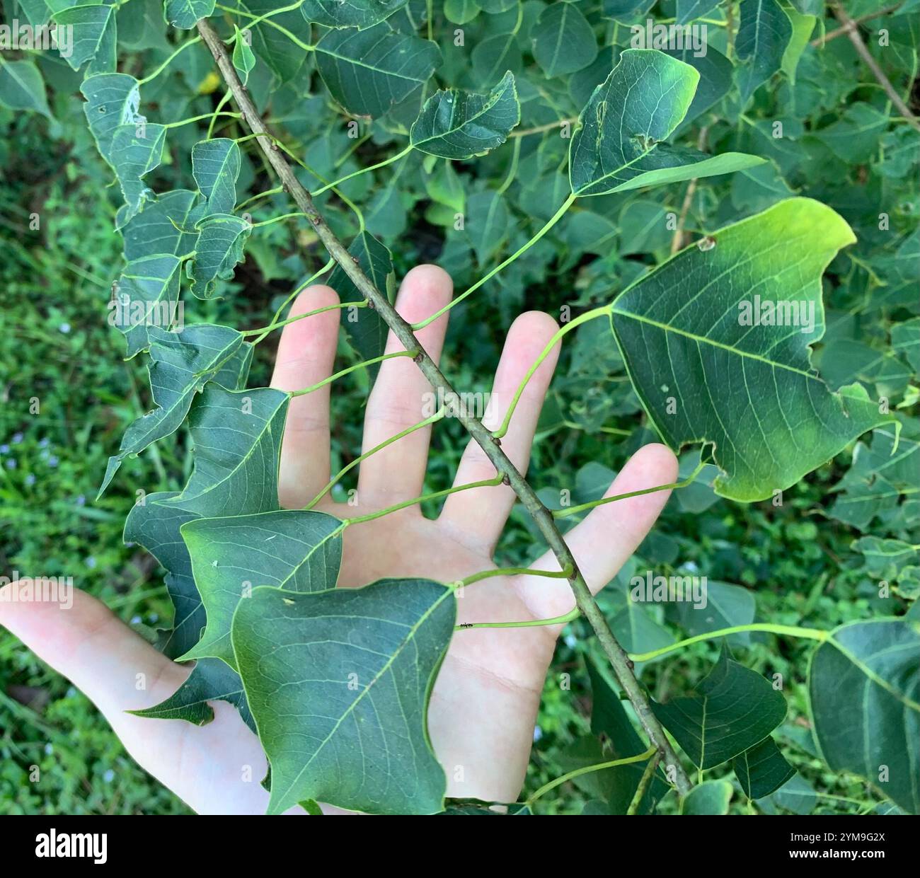 Chinese Tallow (Triadica sebifera Stock Photo - Alamy