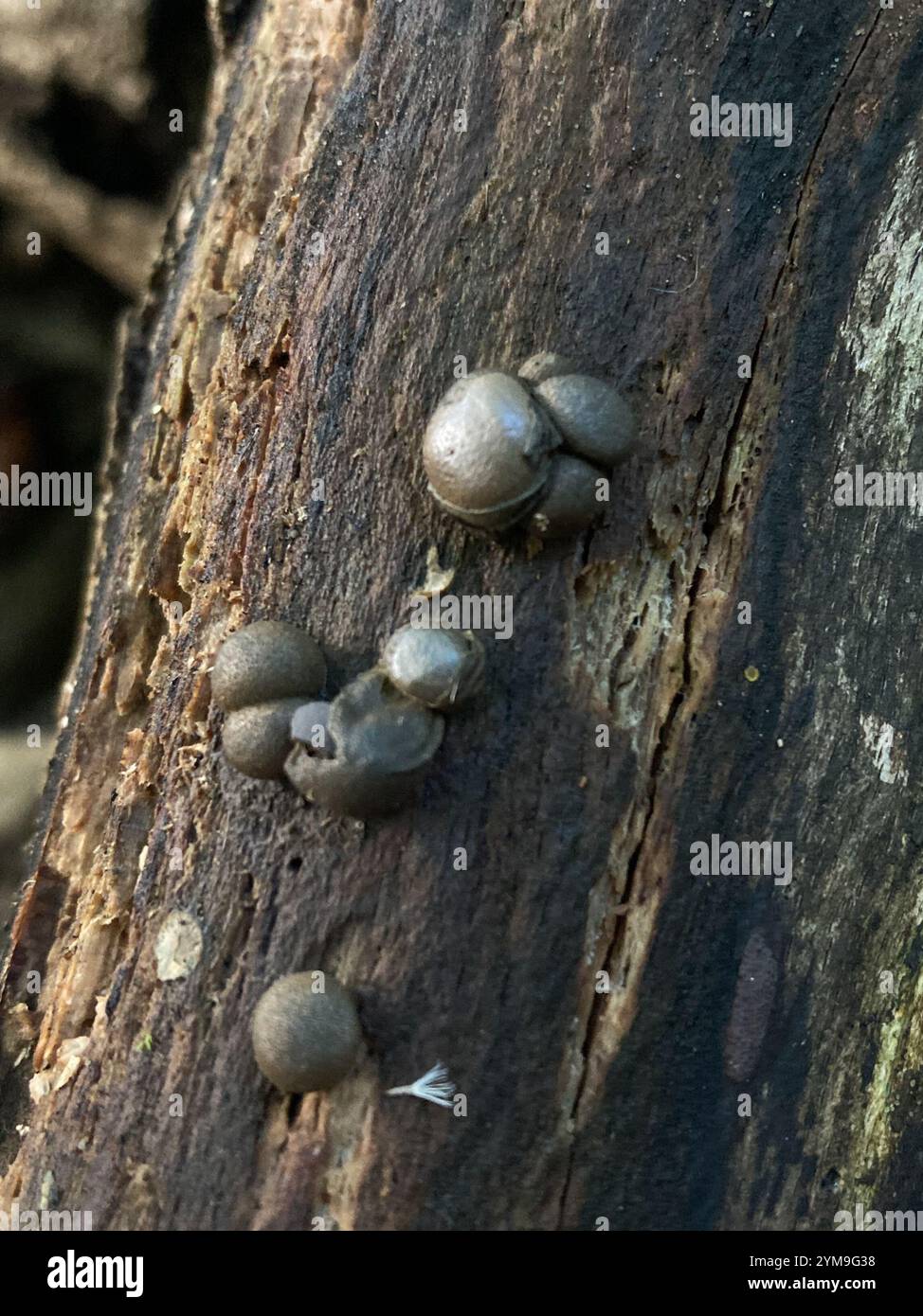 Wolf's Milk (Lycogala epidendrum Stock Photo - Alamy