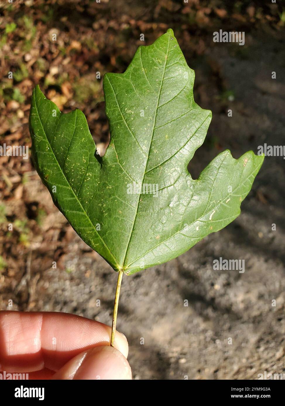 southern sugar maple (Acer floridanum Stock Photo - Alamy