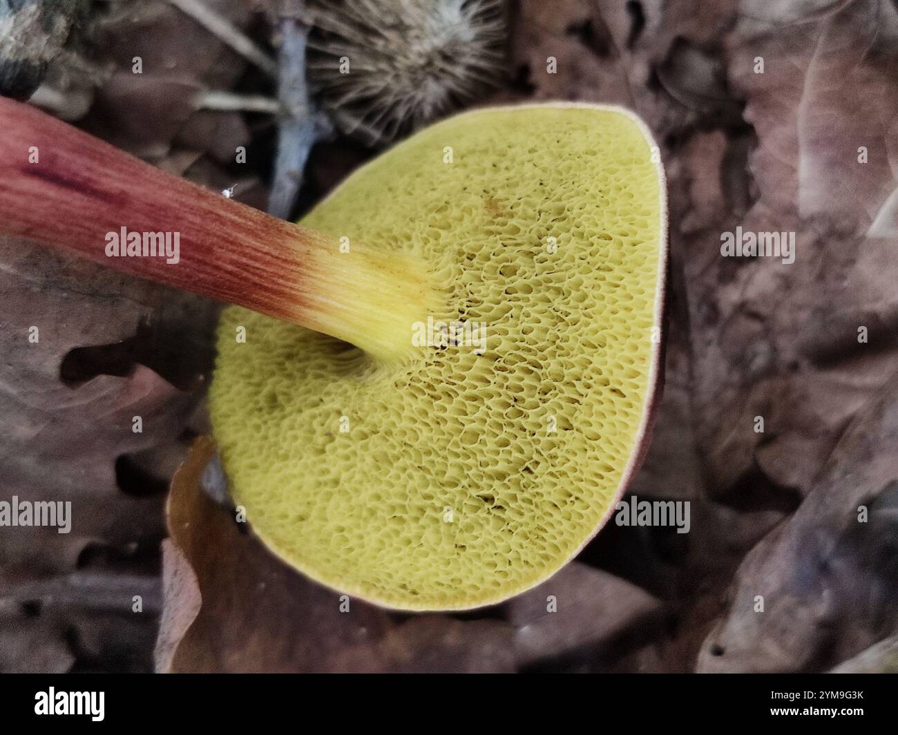 Ruby Bolete (Hortiboletus rubellus Stock Photo - Alamy