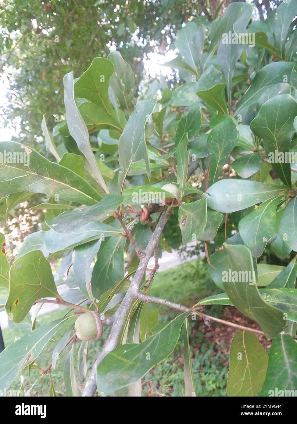water oak (Quercus nigra Stock Photo - Alamy