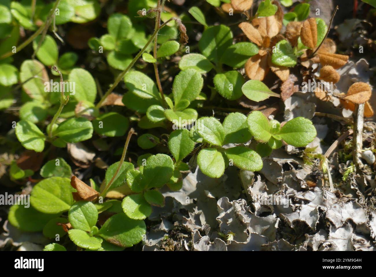 Twinflower (Linnaea borealis Stock Photo - Alamy