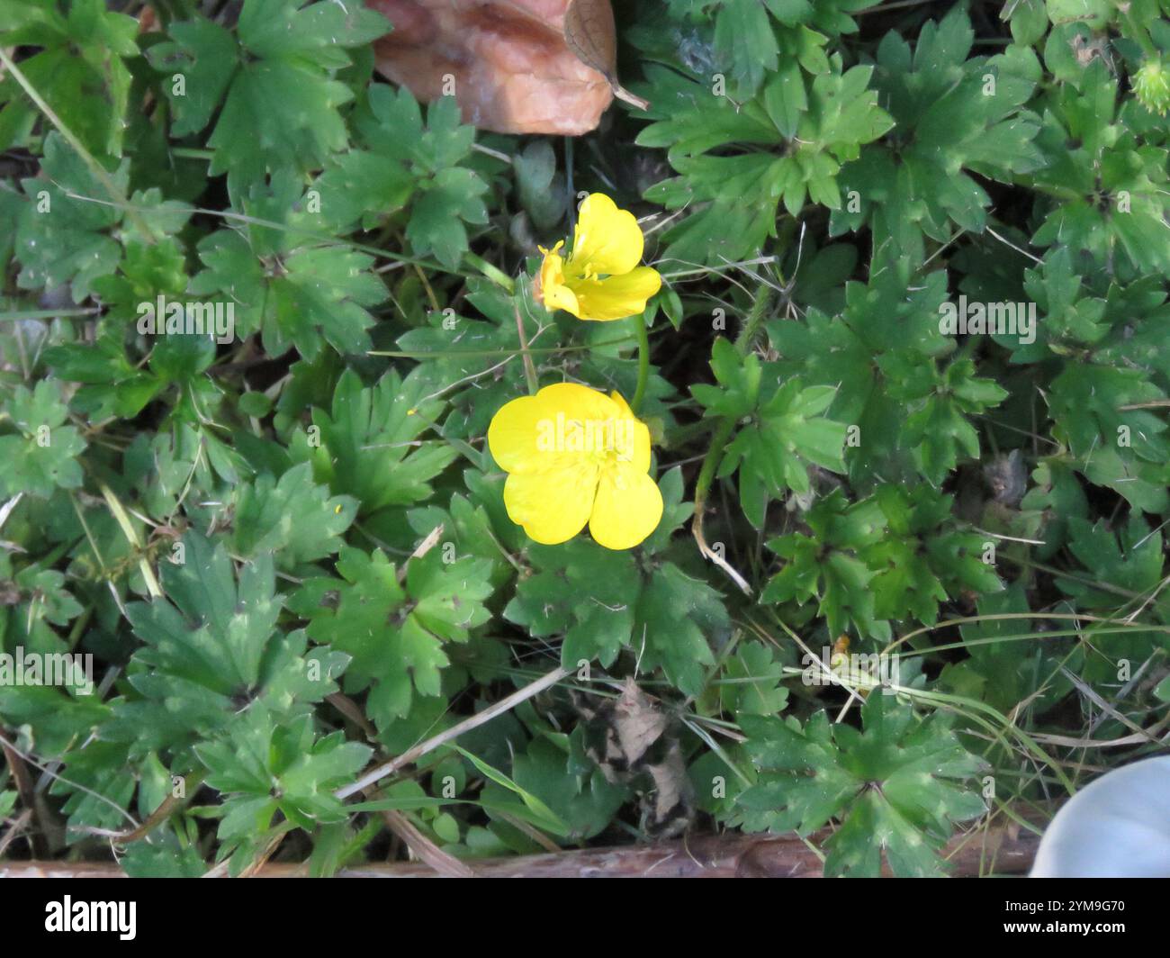 Creeping buttercup (Ranunculus repens Stock Photo - Alamy