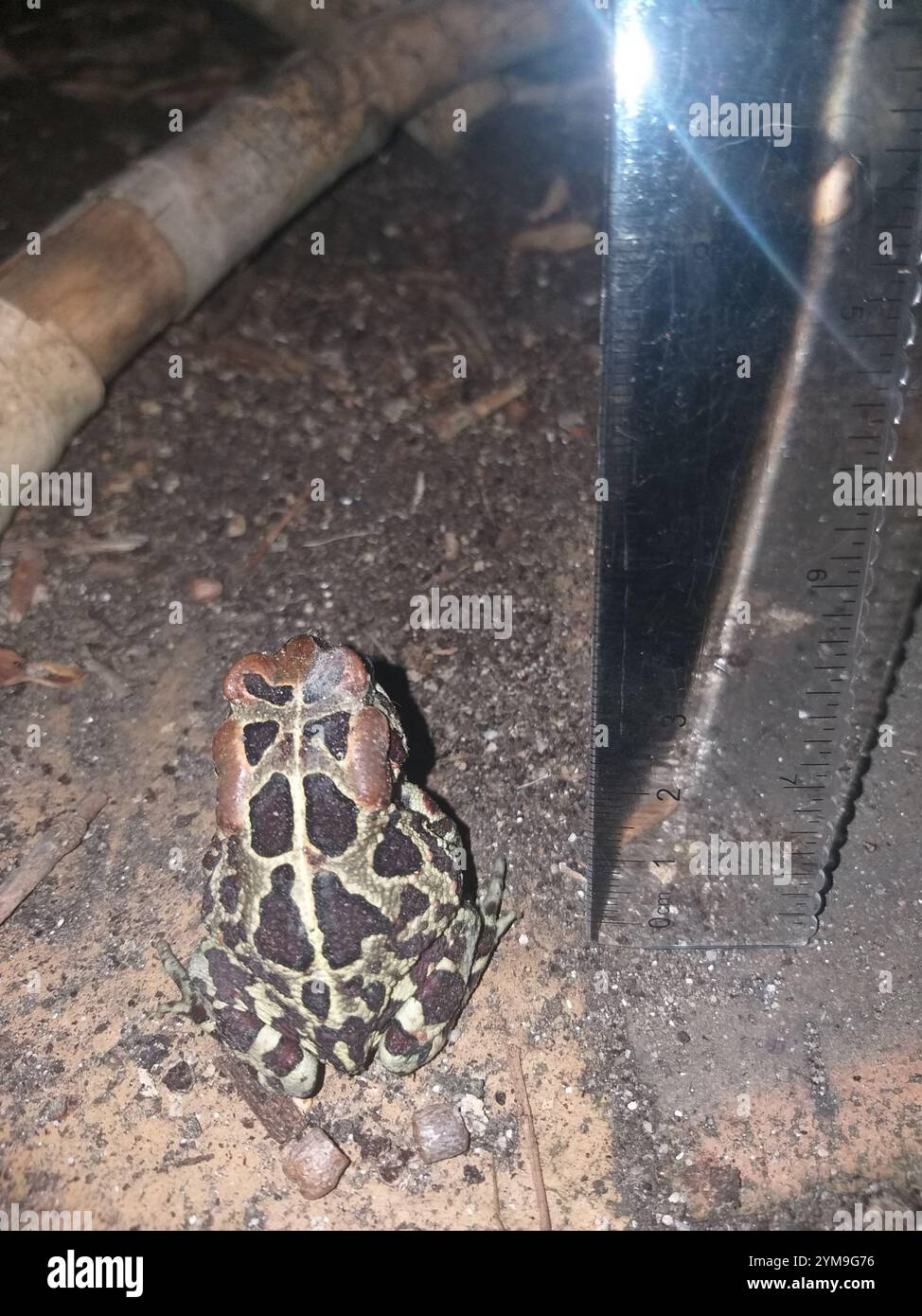 Western Leopard Toad (Sclerophrys pantherina Stock Photo - Alamy