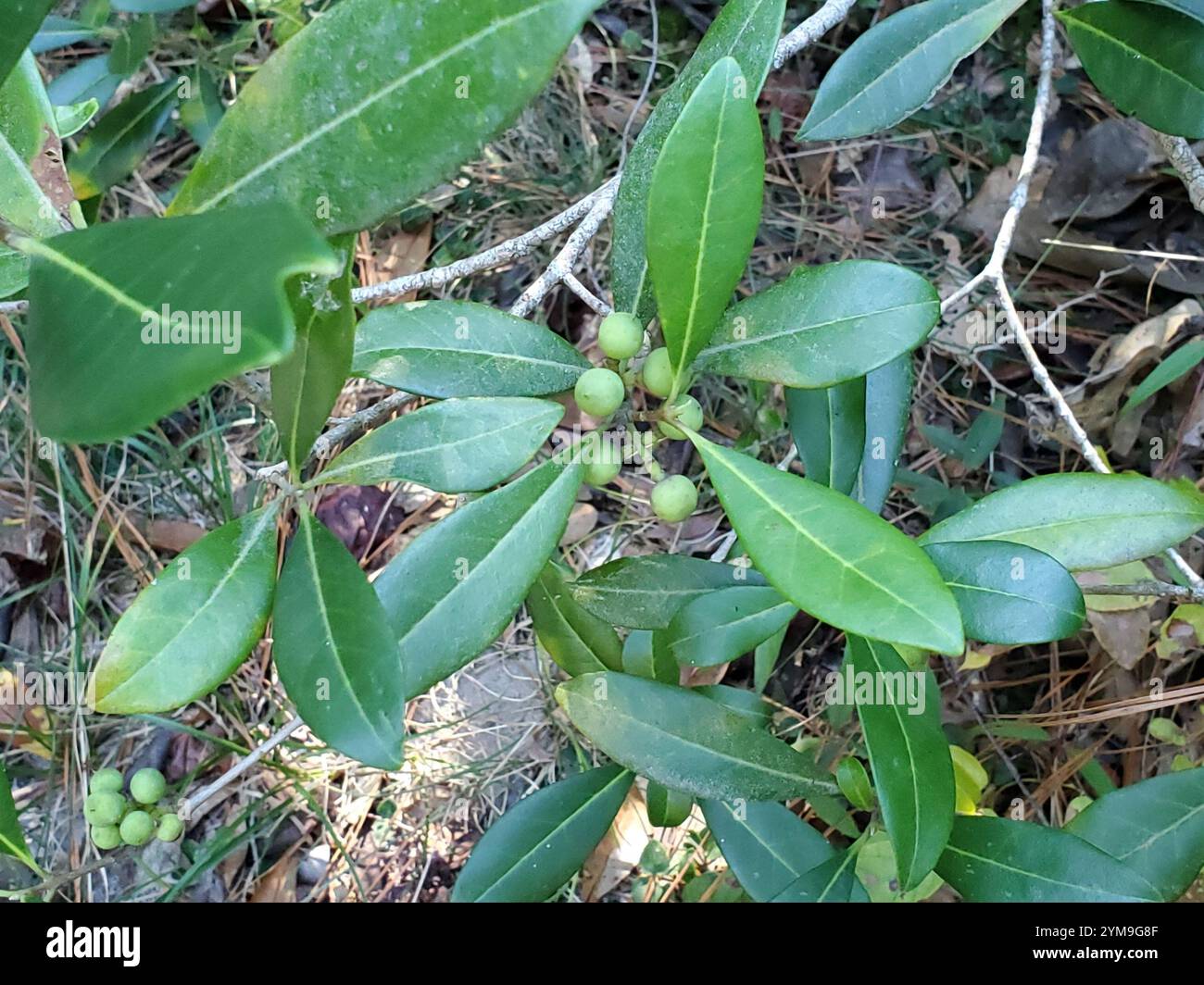 Cartrema americana hi-res stock photography and images - Alamy