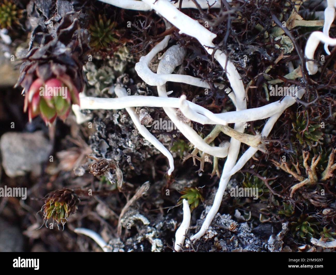 Whiteworm Lichen (Thamnolia vermicularis Stock Photo - Alamy