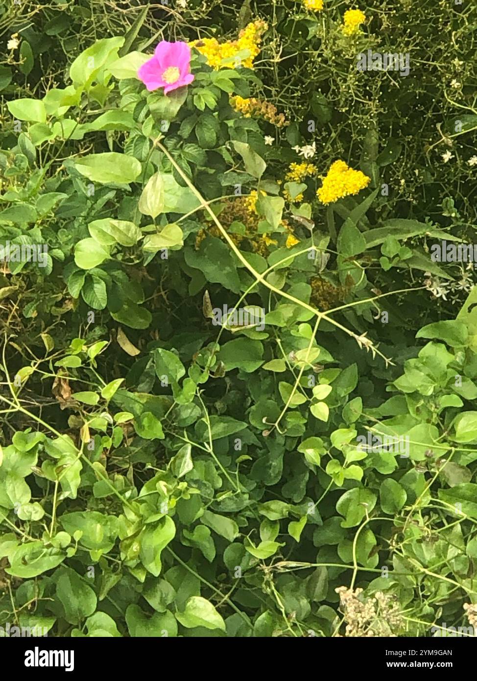 swamp rose (Rosa palustris Stock Photo - Alamy