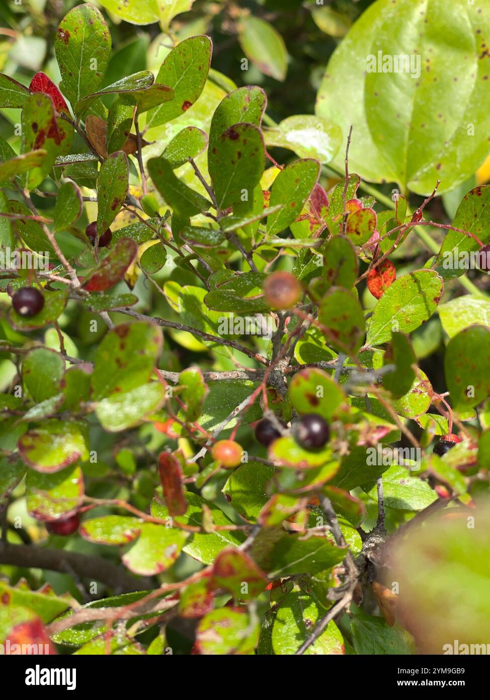 sparkleberry (Vaccinium arboreum Stock Photo - Alamy