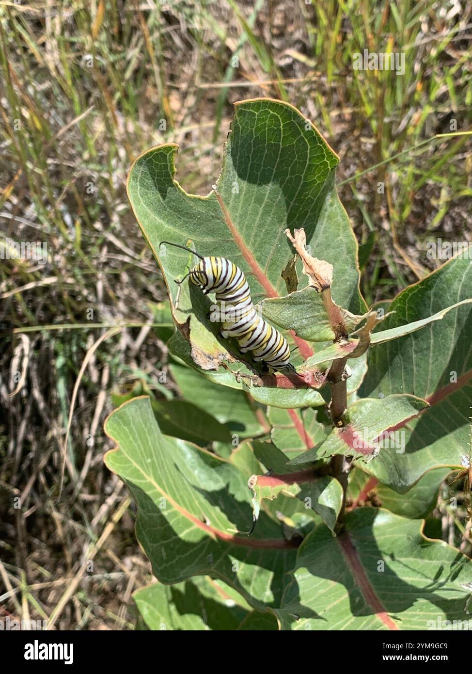 broadleaf milkweed (Asclepias latifolia Stock Photo - Alamy