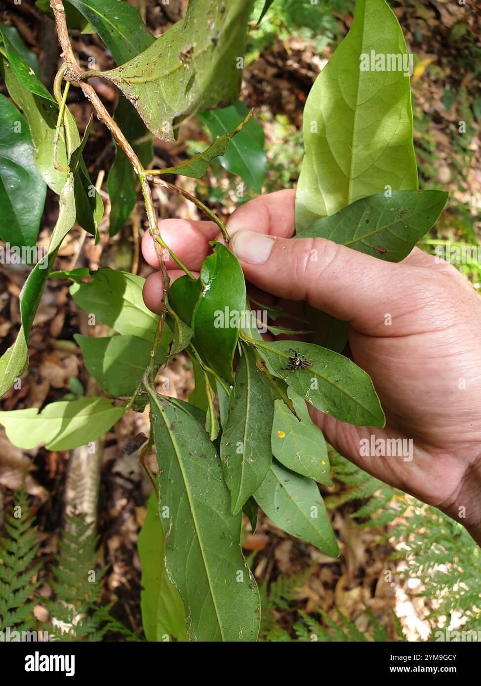 Garden Jumping Spiders (Opisthoncus Stock Photo - Alamy