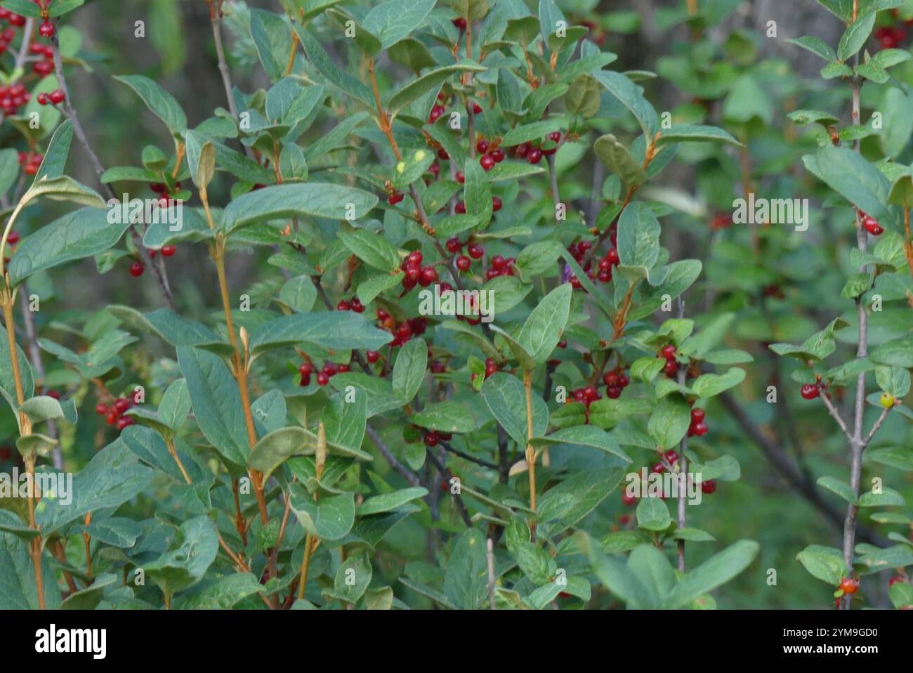 Canadian buffalo-berry (Shepherdia canadensis Stock Photo - Alamy