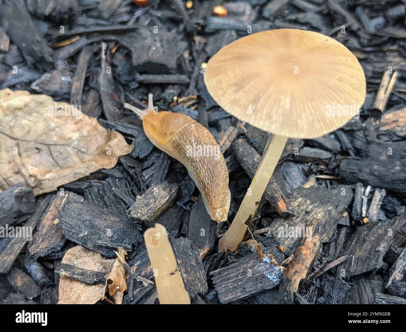 Western Dusky Slug (Arion subfuscus Stock Photo - Alamy