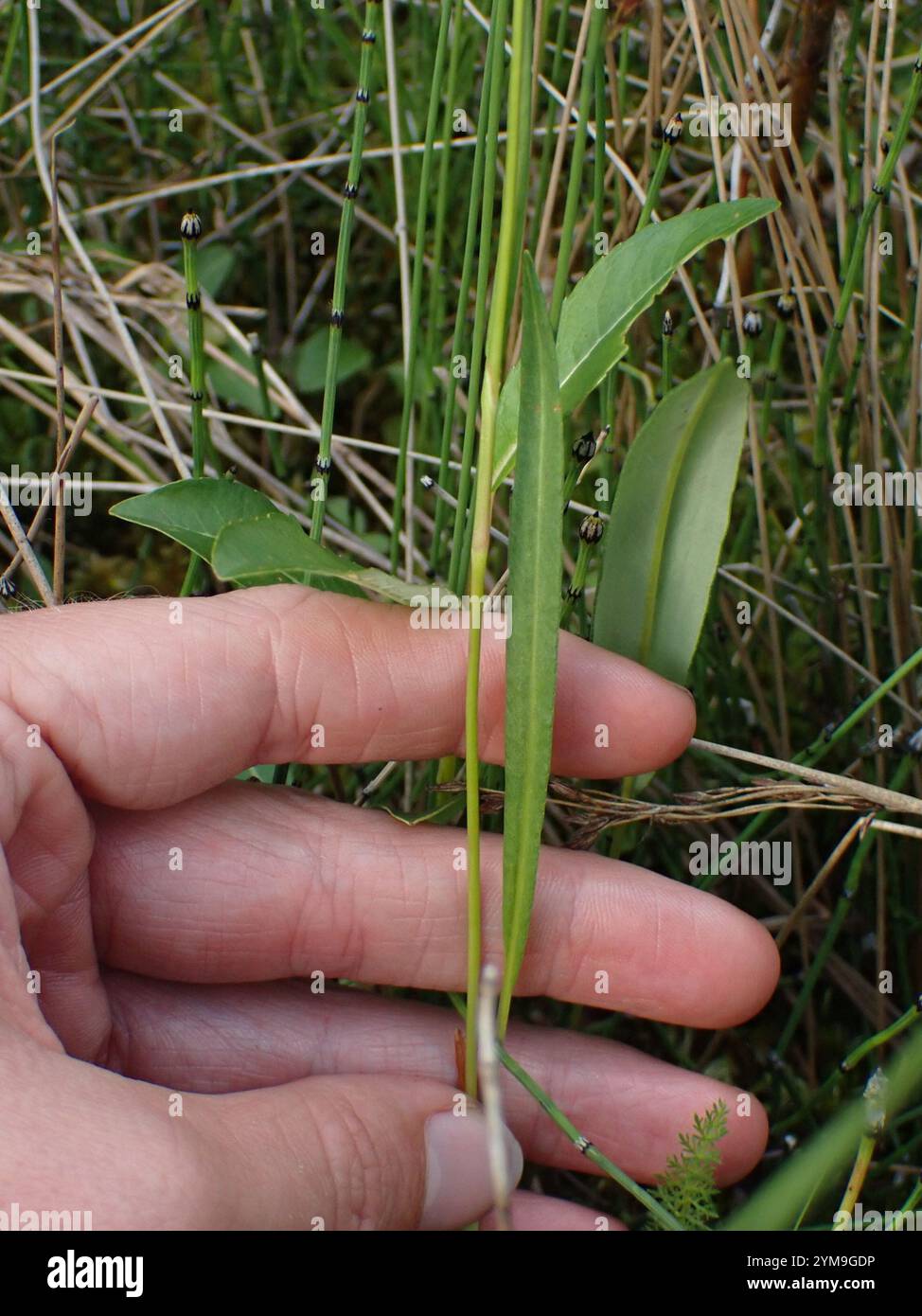 alpine bistort (Bistorta vivipara Stock Photo - Alamy