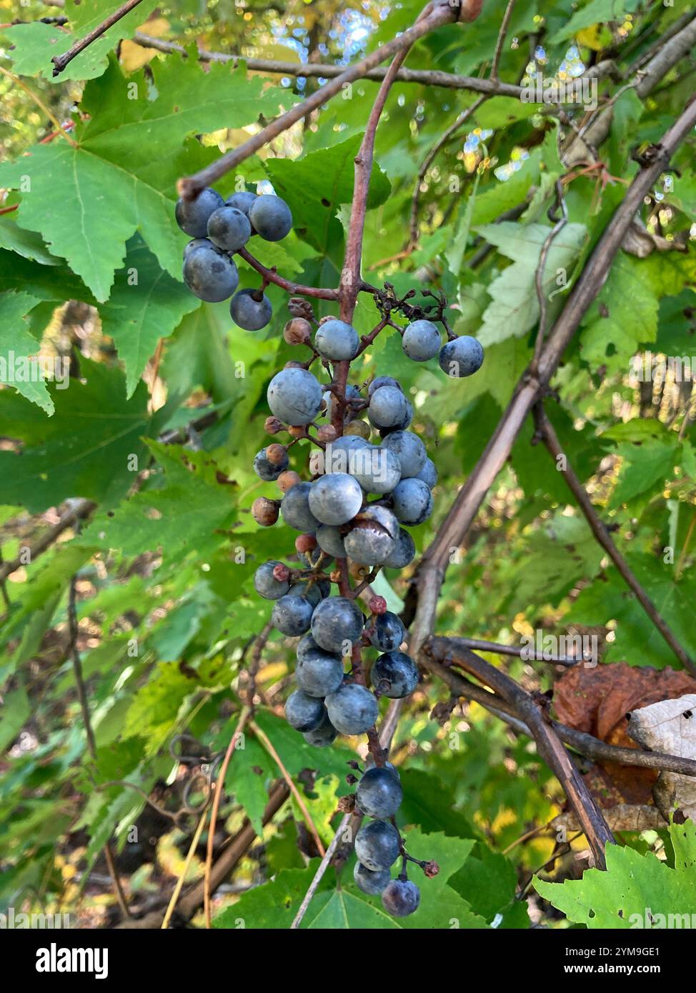 riverbank grape (Vitis riparia Stock Photo - Alamy