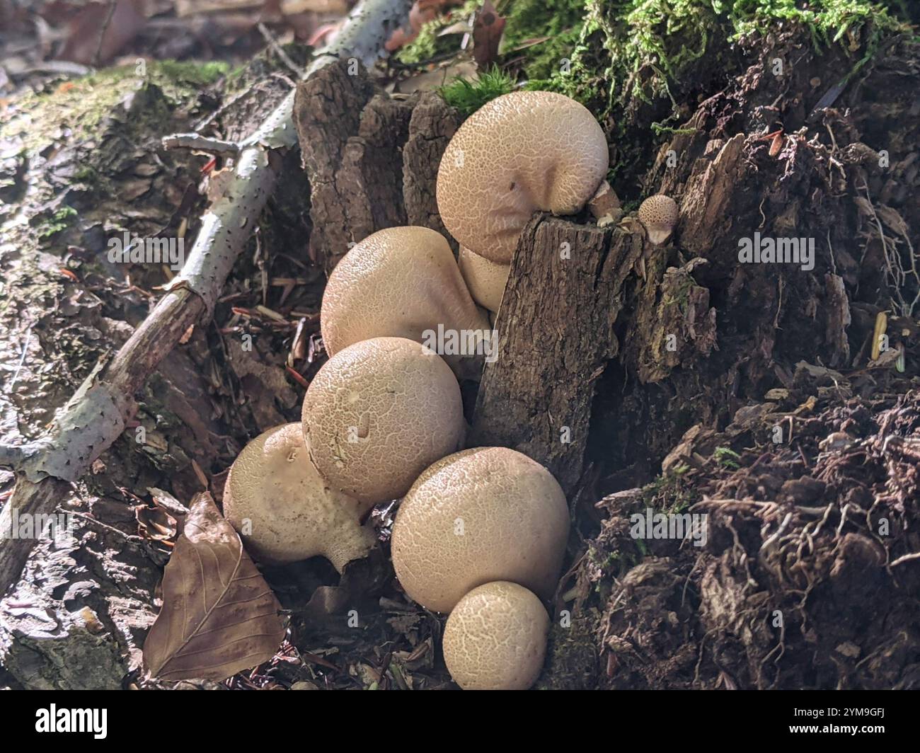 Pear-shaped Puffball (Apioperdon pyriforme Stock Photo - Alamy