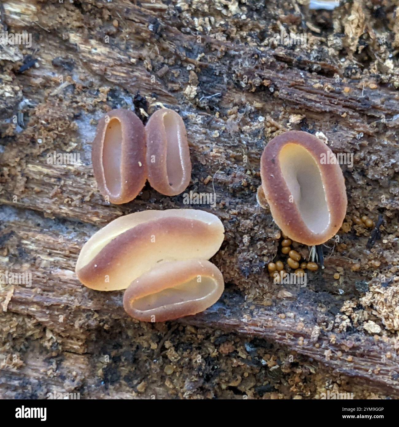 Pezizas, Desert Truffles, and Allies (Pezizaceae Stock Photo - Alamy