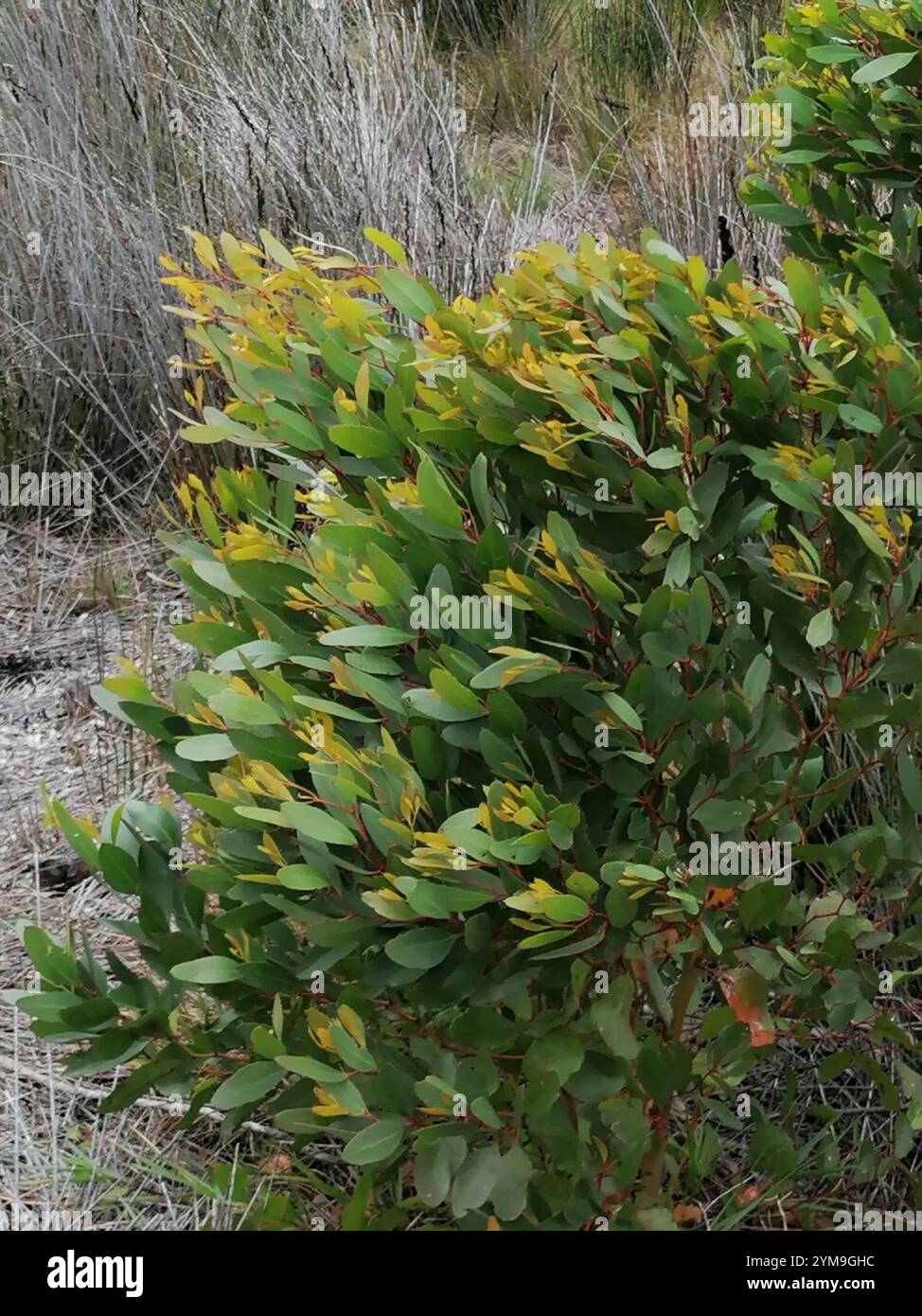 Eucalyptus conferruminata hi-res stock photography and images - Alamy