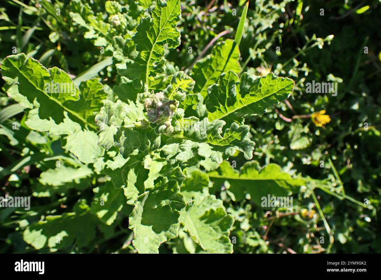Purple Ragwort (Senecio purpureus Stock Photo - Alamy