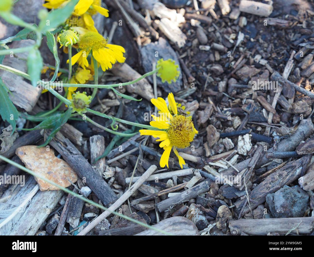 common sneezeweed (Helenium autumnale Stock Photo - Alamy