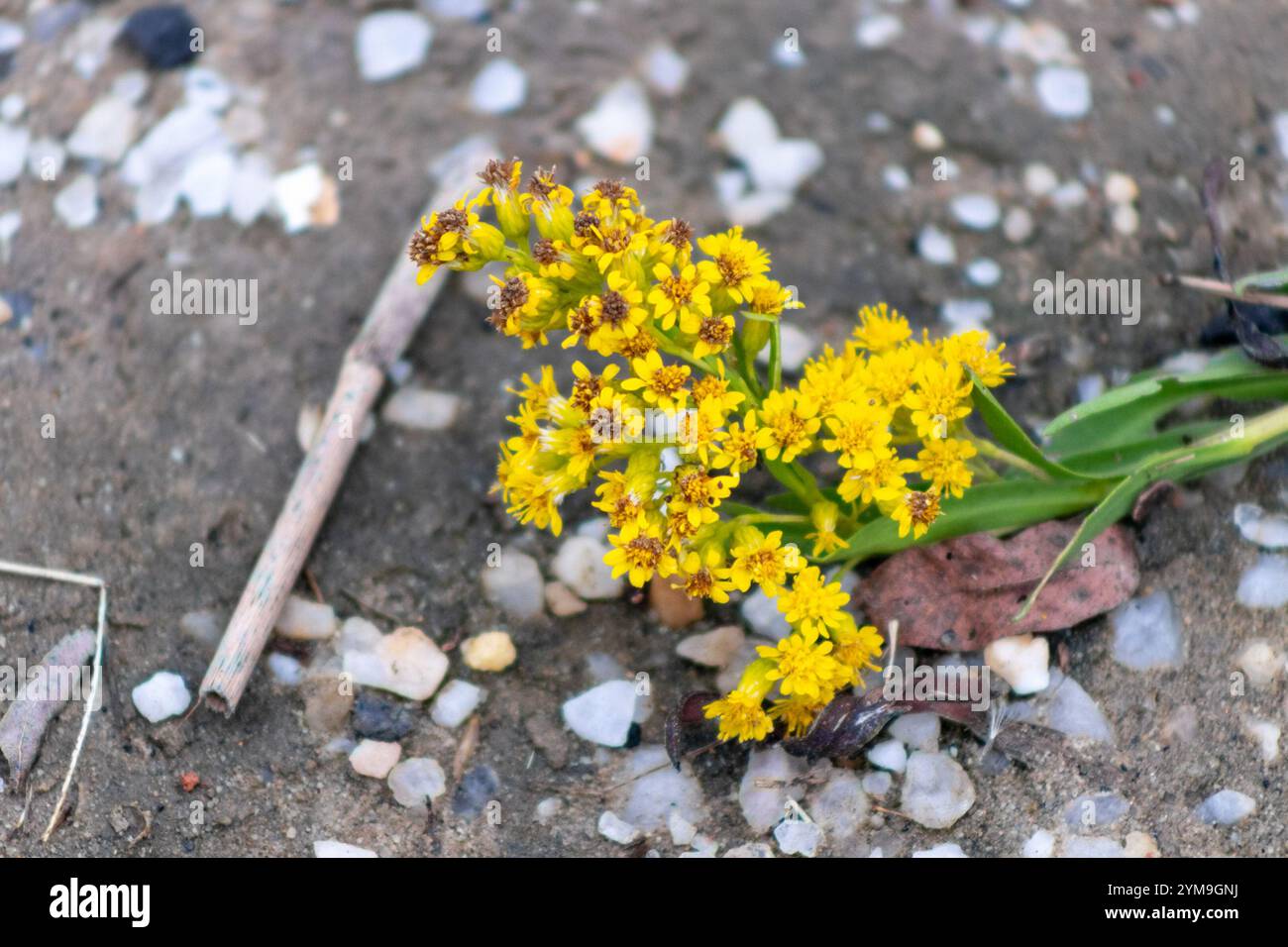 Seaside goldenrod hi-res stock photography and images - Alamy