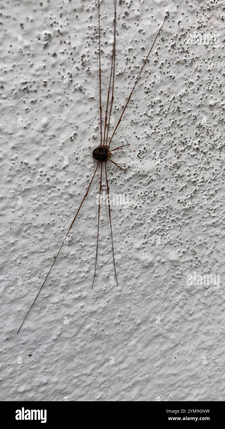 Fork-palped Harvestman (Dicranopalpus ramosus Stock Photo - Alamy