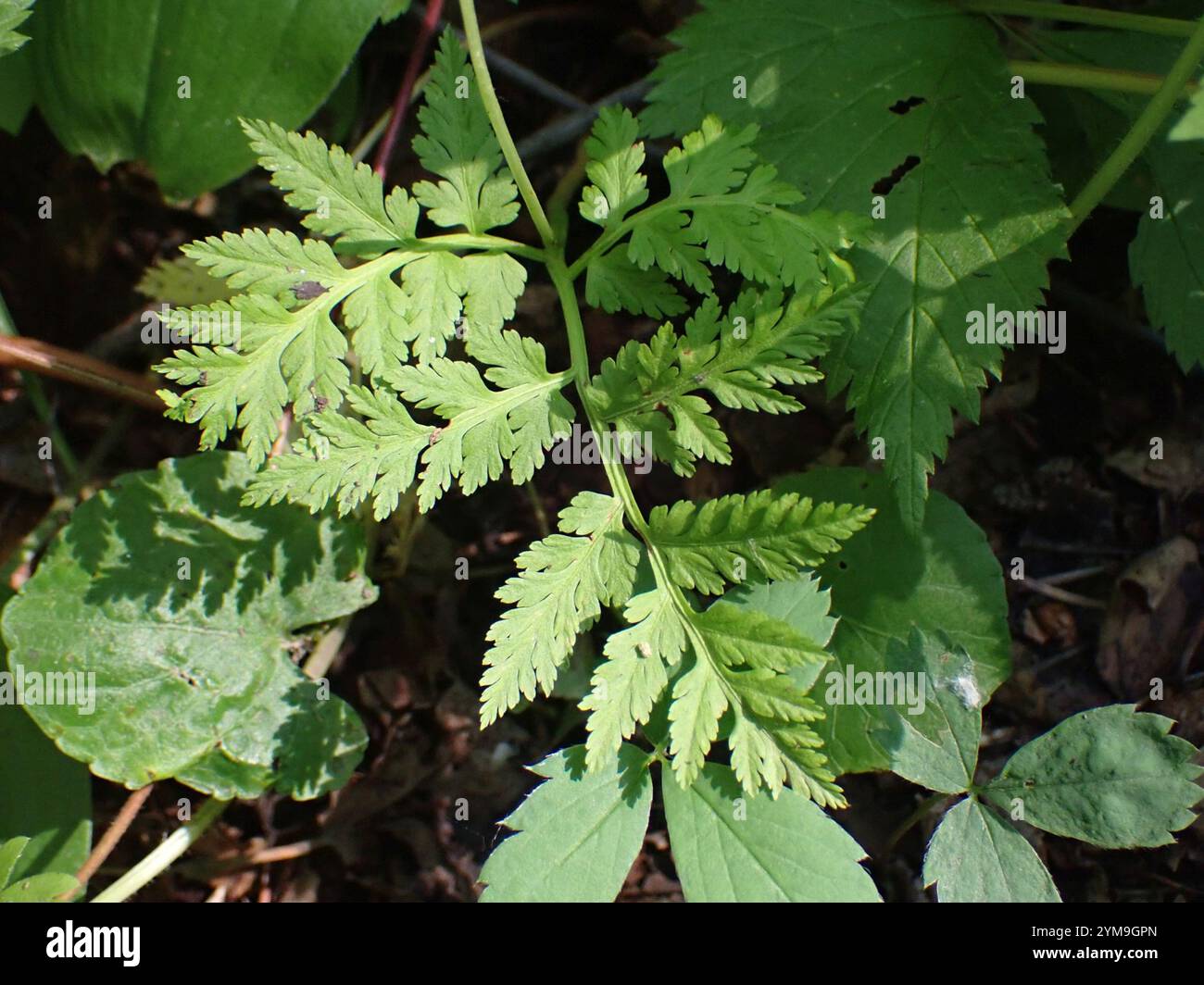 rattlesnake fern (Botrypus virginianus Stock Photo - Alamy