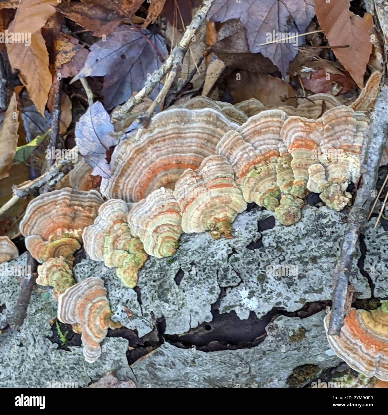 Gilled Polypore (Trametes betulina Stock Photo - Alamy