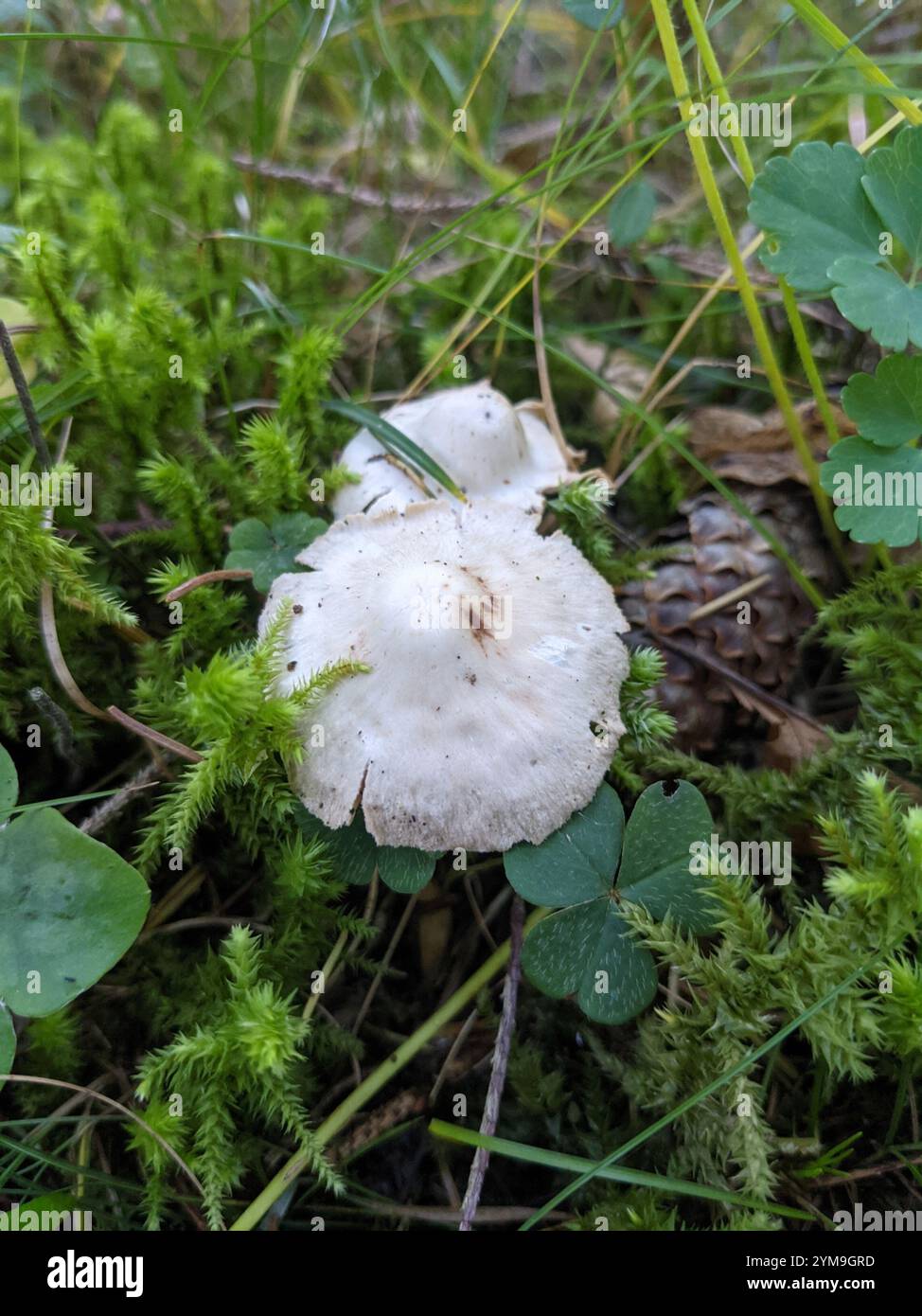 White fibrecap hi-res stock photography and images - Alamy