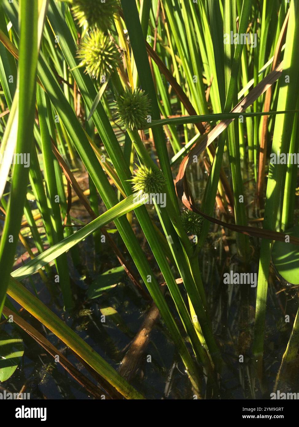 Branching Bur-reed (Sparganium androcladum Stock Photo - Alamy