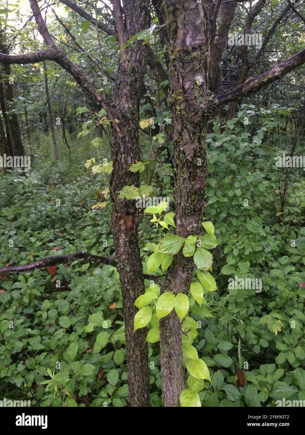 Caughnawaga hawthorn (Crataegus suborbiculata Stock Photo - Alamy