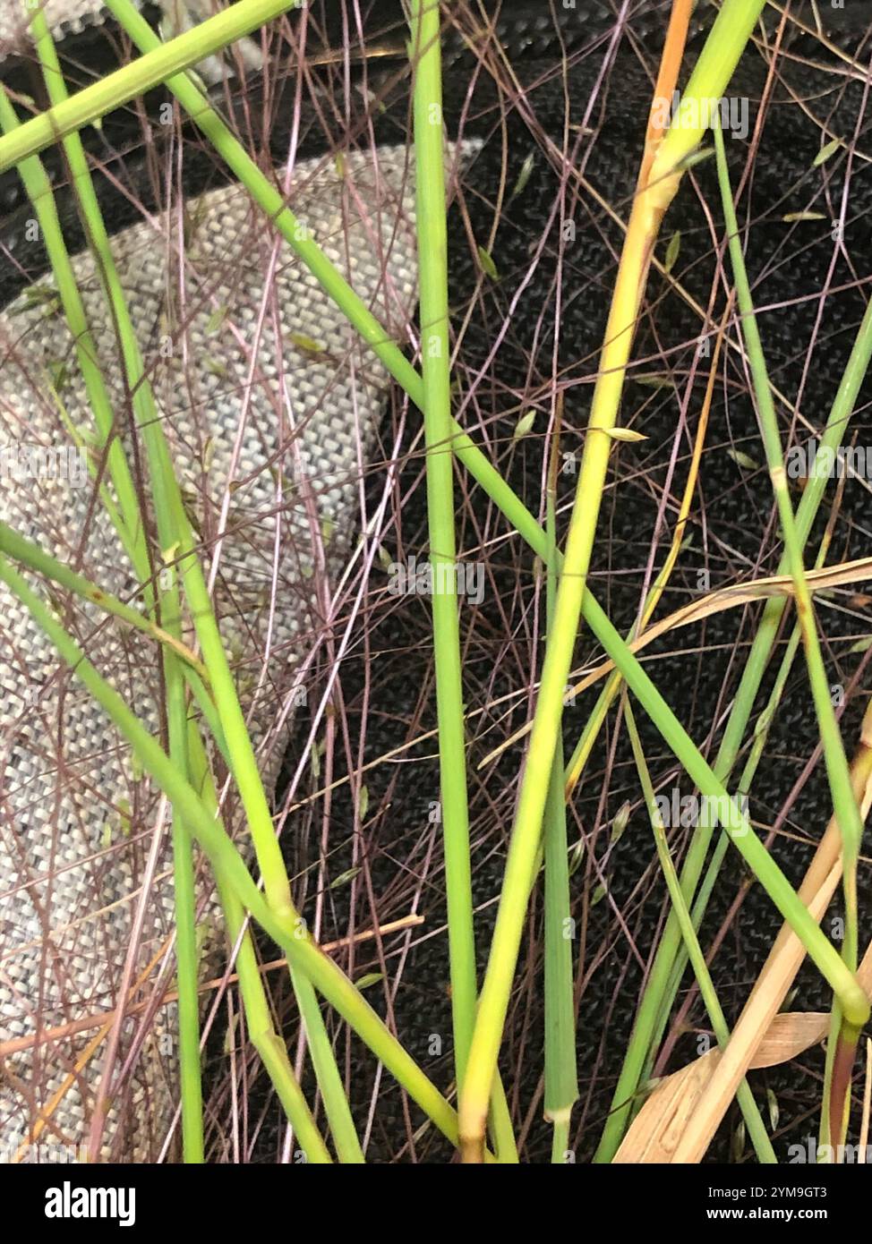 Fall Witchgrass (Digitaria cognata Stock Photo - Alamy