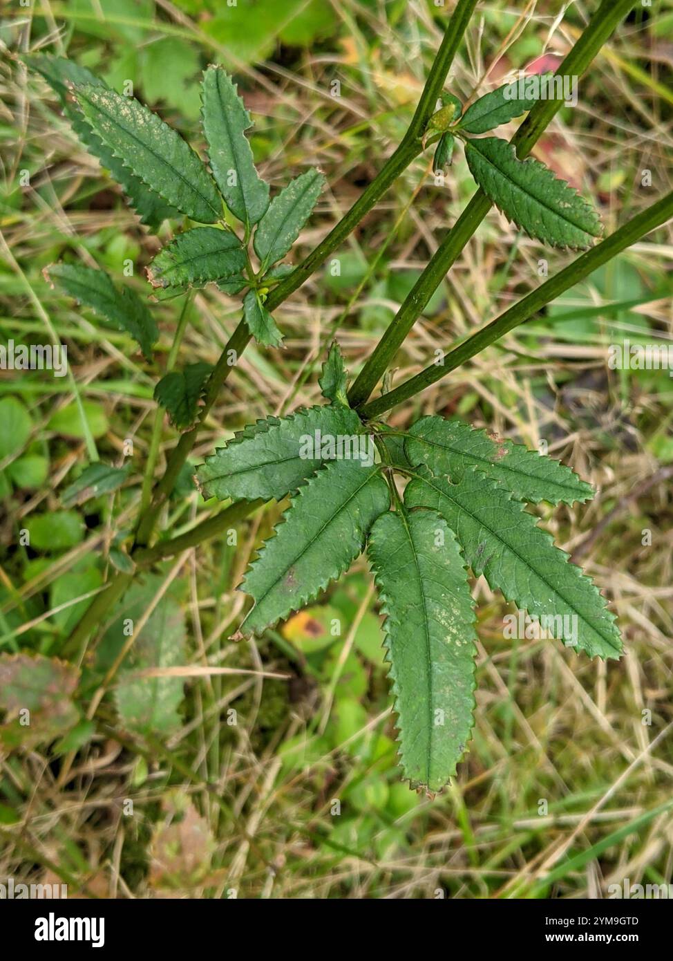 Canadian burnet (Sanguisorba canadensis Stock Photo - Alamy