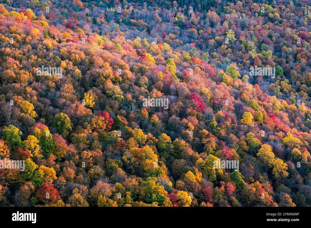 Fall color in Appalachian mountains Stock Photo - Alamy