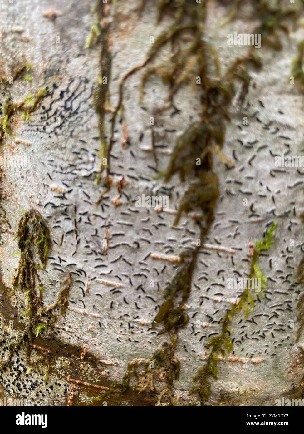 Common Script Lichen (Graphis scripta Stock Photo - Alamy