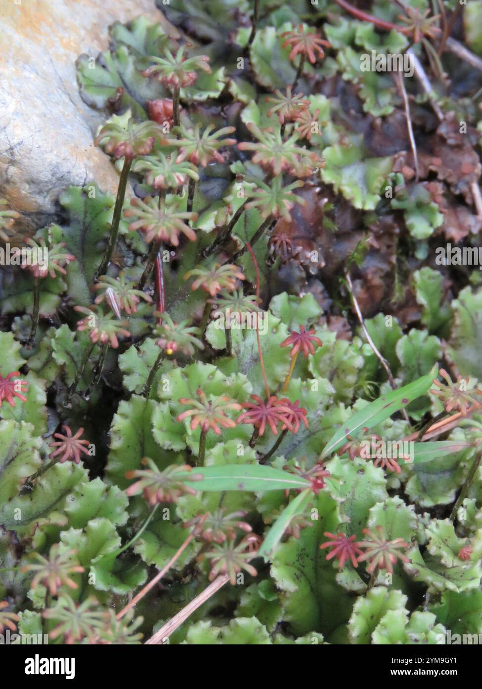 Common Liverwort (Marchantia polymorpha Stock Photo - Alamy