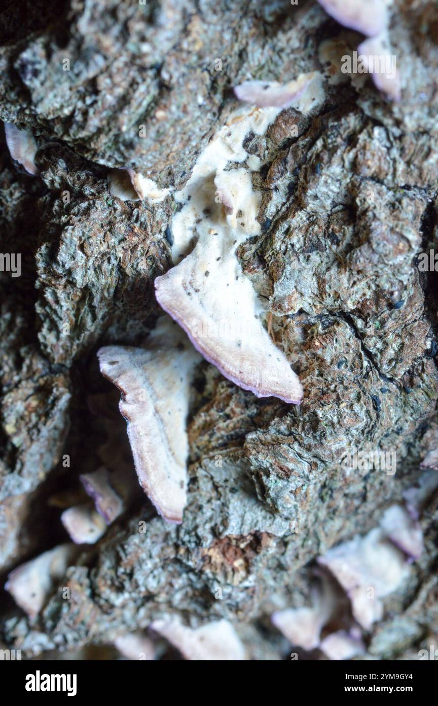 violet-toothed polypore (Trichaptum biforme Stock Photo - Alamy