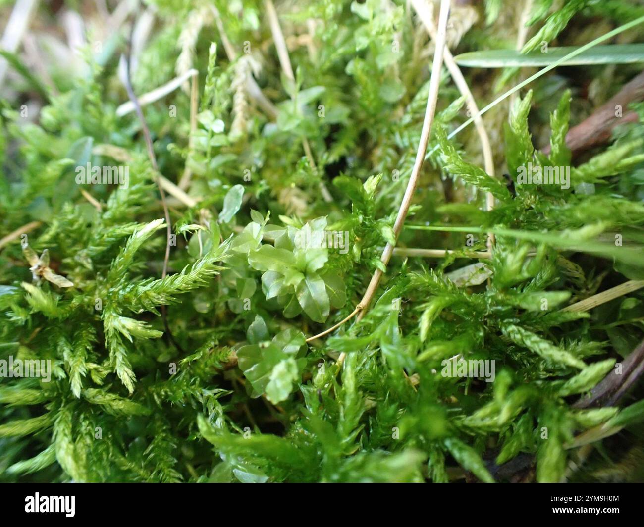 Thyme and Allied Mosses (Plagiomnium Stock Photo - Alamy