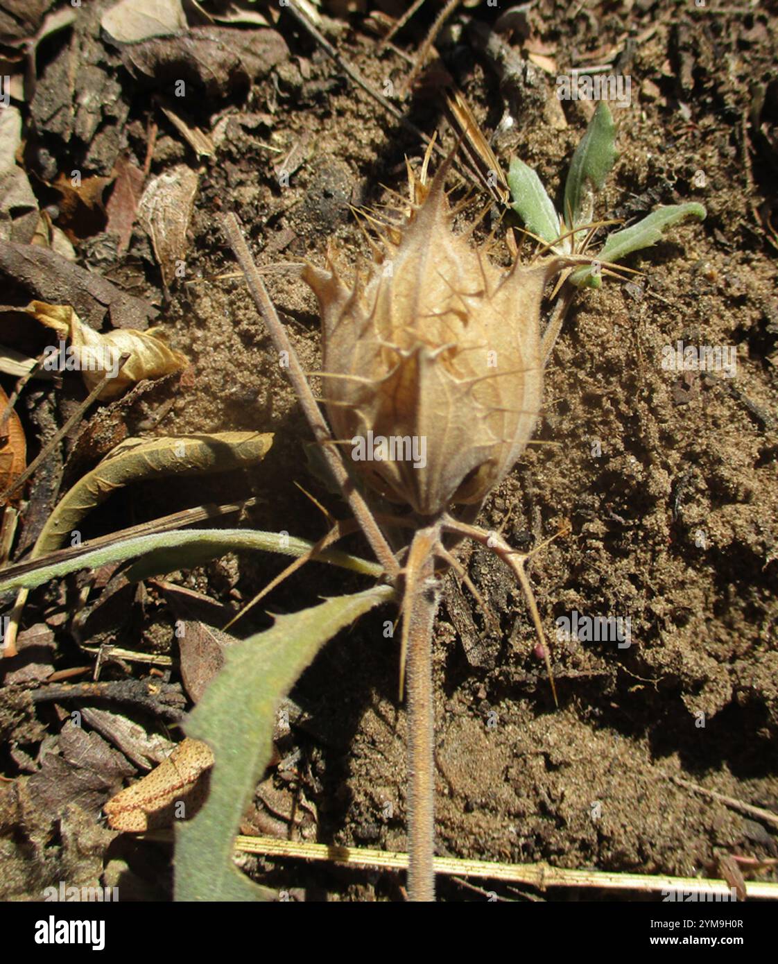 Grey Lashes (Blepharis diversispina Stock Photo - Alamy