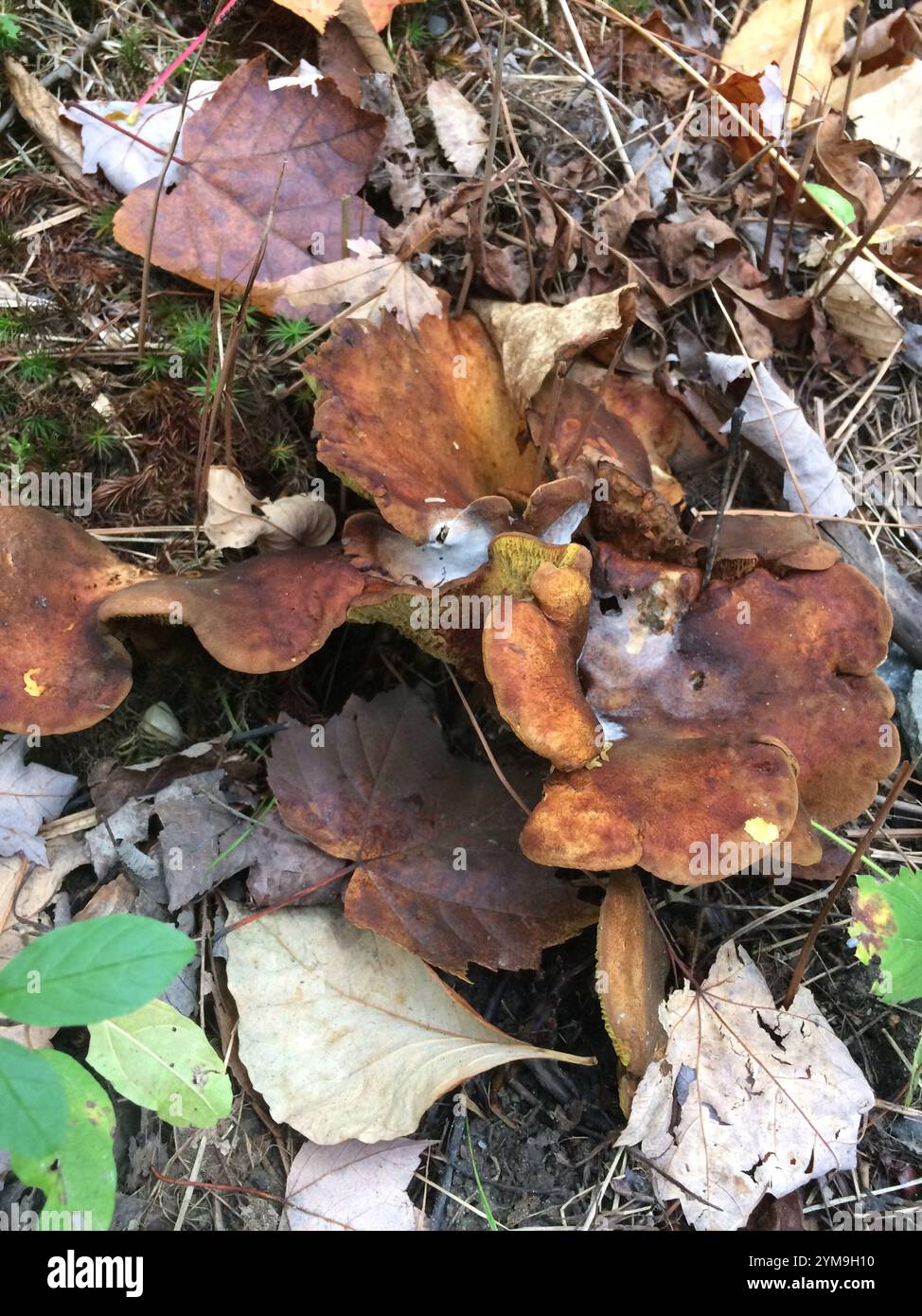 ash-tree bolete (Boletinellus merulioides Stock Photo - Alamy