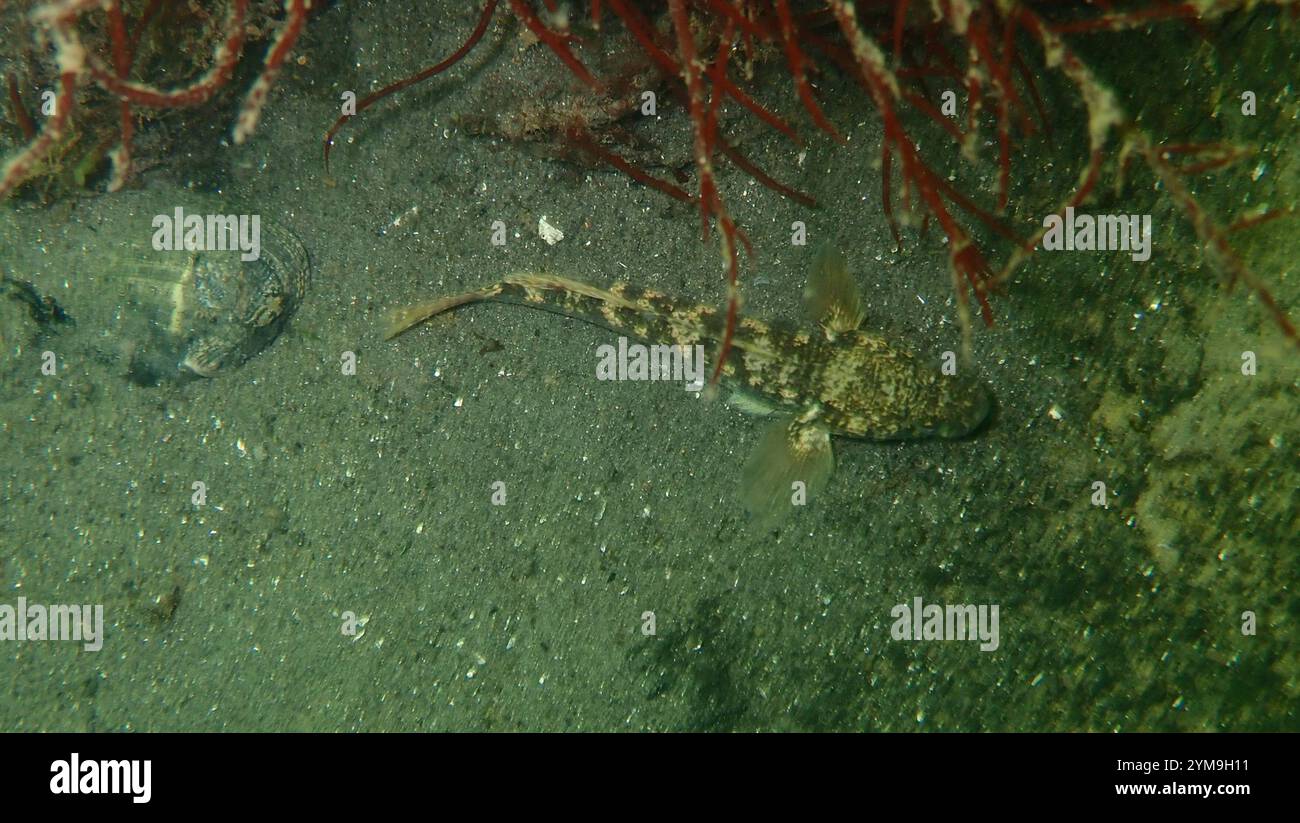 Black goby gobius niger hi-res stock photography and images - Alamy