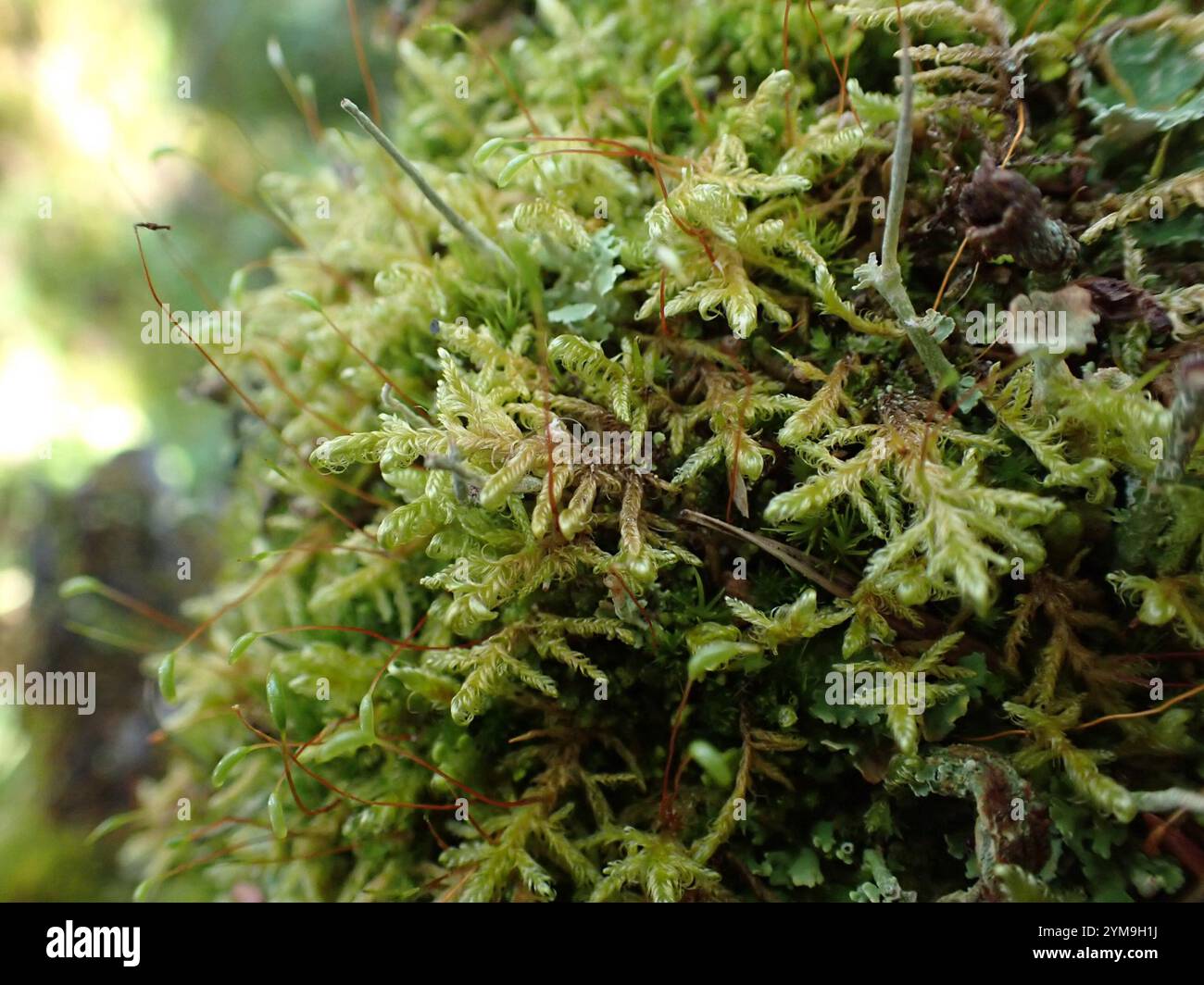 Sickle-leaved Hook-moss (Sanionia uncinata Stock Photo - Alamy