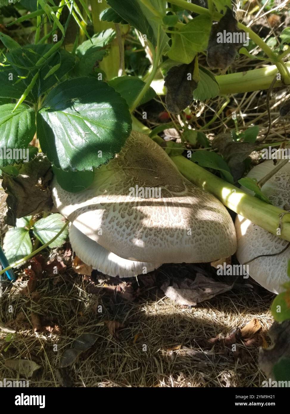 Yellow Stainer (Agaricus xanthodermus Stock Photo - Alamy
