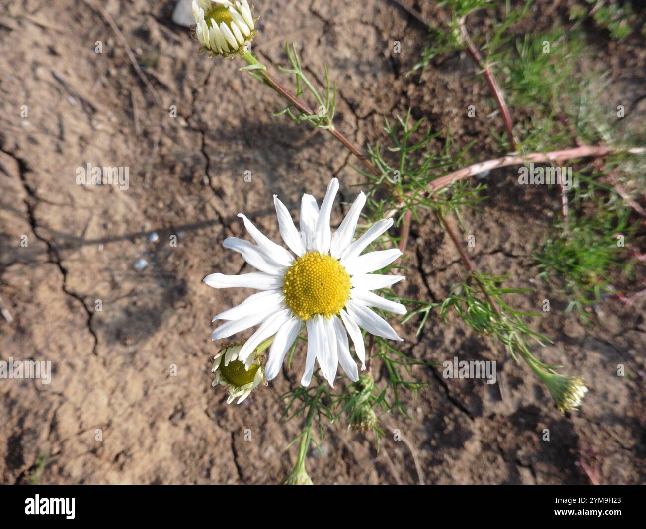 scentless mayweed (Tripleurospermum inodorum Stock Photo - Alamy